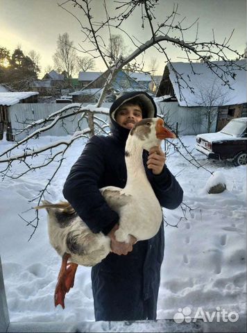 Гуси Холмогоры