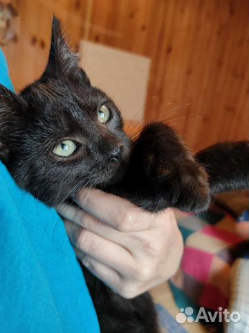 Котенок девочка 3.5 мес