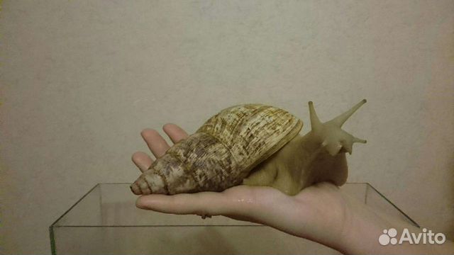 Улитки ахатины (4шт.) + аквариум