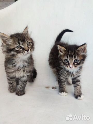 Сибирские Котята мальчики 2 мес