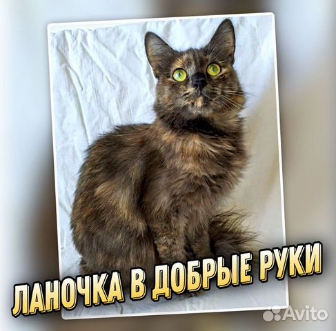 Лана в добрые руки