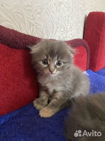 Отдам котят