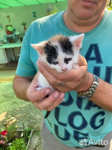 Котенок в добрые руки