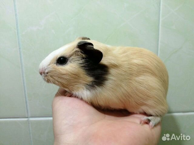 Морские свинки малыши доставка