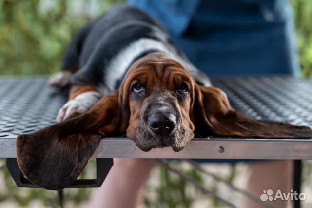 Бассет-хаунд