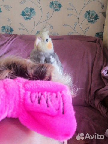 Продам ручных птенцов карелл