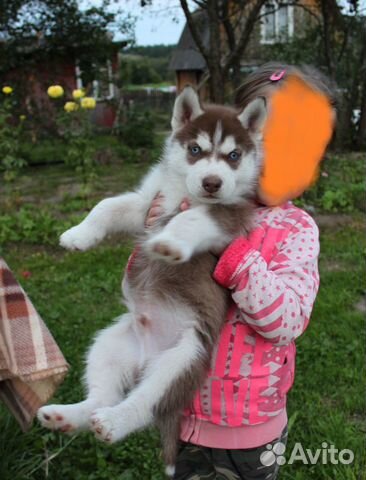 Голубоглазый щенок хаски