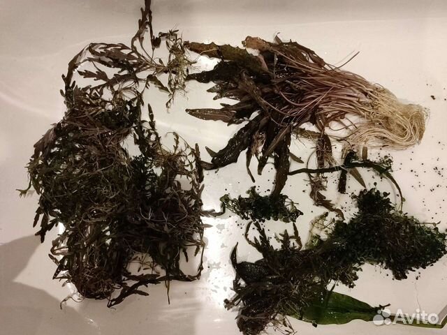 Отдам дорогие водросли