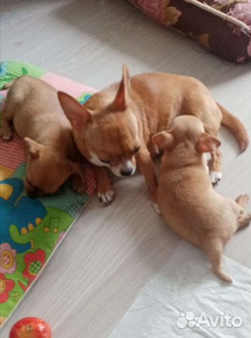 Щенки чихуахуа стандарт