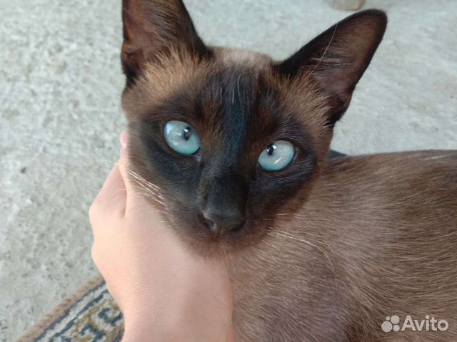 Котятки смесь сиамского и британца