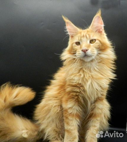 Крупный яркий котик