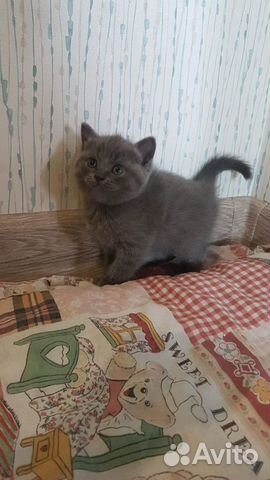 Британский котёнок (девочка)
