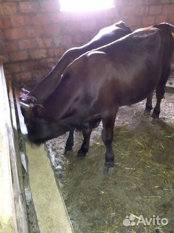 Бычки продам одного из двух