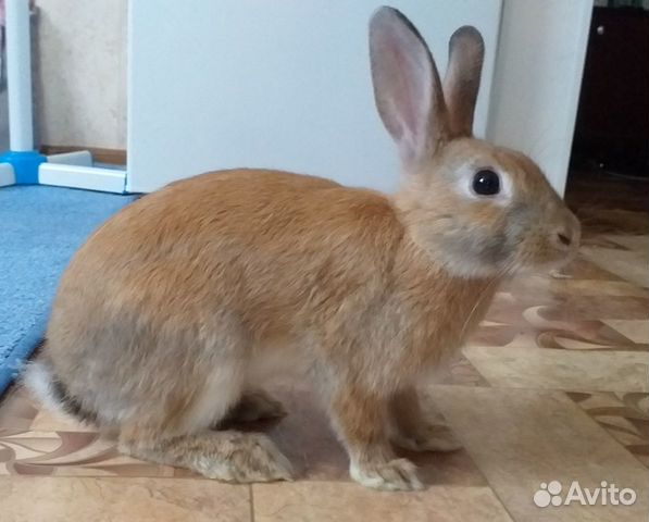 Домашние животные