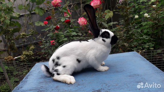 Кролики(строкачи) нпв