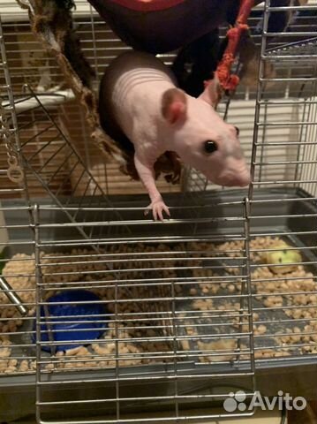 Крыса сфинкс с клеткой