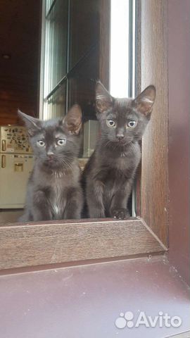 Котята помесь от ориенталов