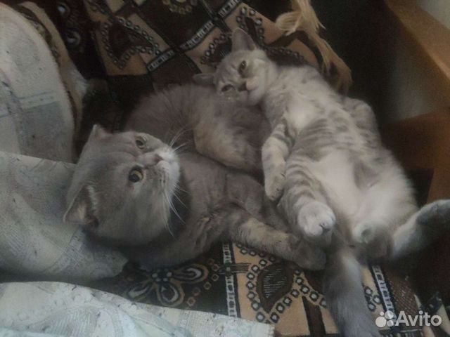 Британская кошка