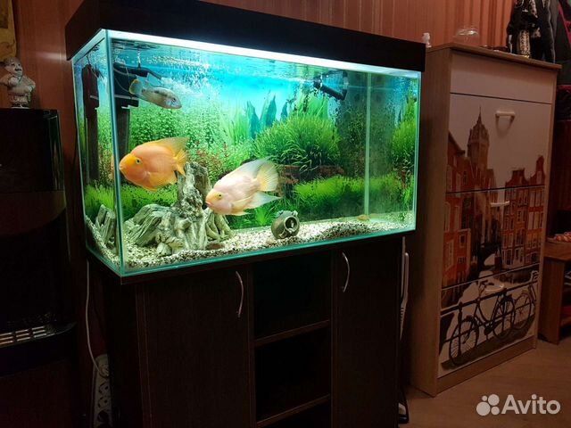Аквариум с рыбами на 160л