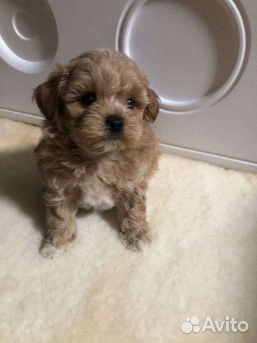 Мальтипу Ф1 Медвежата Baby face