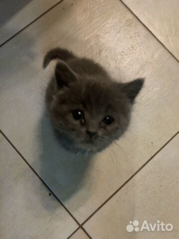 Безпородный котенок девочка. Ищет себе семью. Приу
