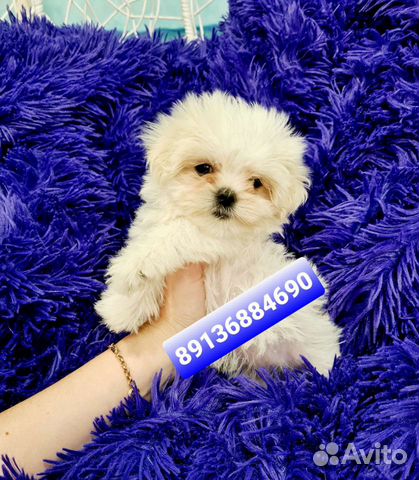 Шикарные щенки мальтезе