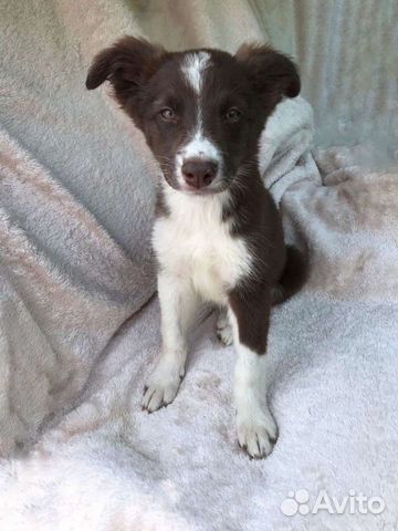 Лола ищет дом