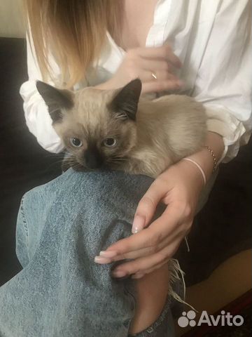 Сиамские котята бесплатно