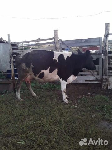 Корова дойная