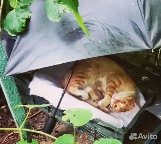 Живет под зонтом юный ласкуша Рыжик, нужен дом