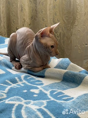 Донской сфинкс