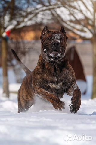 Канарский дог Преса канарио