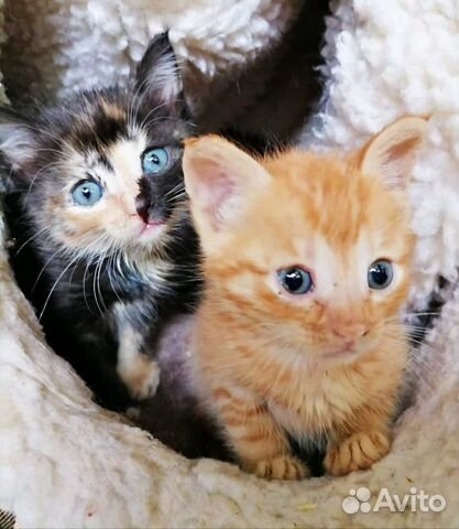 Котята в добрые руки