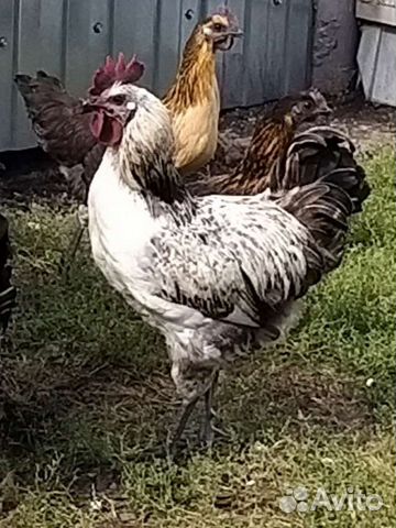 Петух китайской породы Лакиданзи. Возраст 4 мес