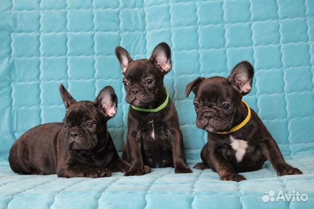 Французский бульдог