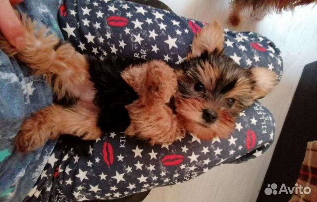 Йоркширский терьер