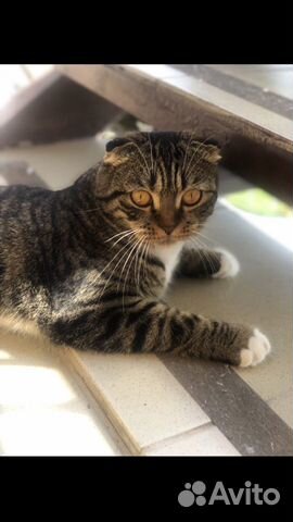 Коты и кошки