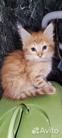 Рыжий котенок в добрые руки