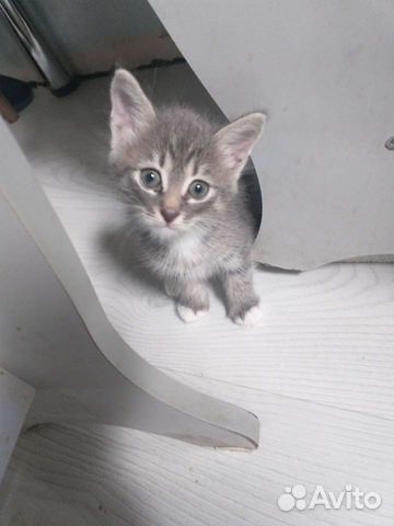 Отдам котёнка (мальчик)