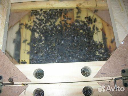 Пчелопакеты 2019, Пчёлы на высадку