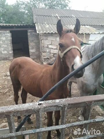 Продам лошадь