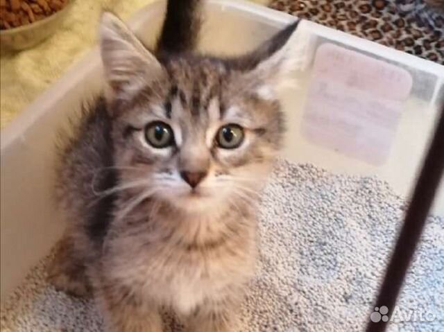 Котята-полосатики, 3 мес. Мальчики, девочки