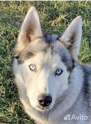 Сибирский хаски