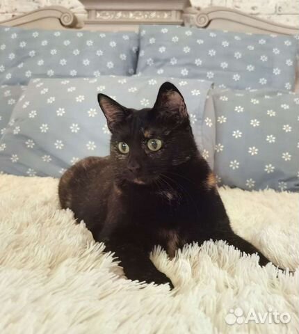 Идеальная кошка ищет дом