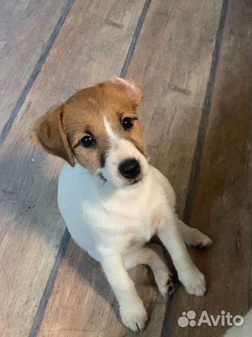 Джек Рассел терьер