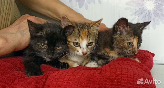 Необычные малышки 2 месяца в дар