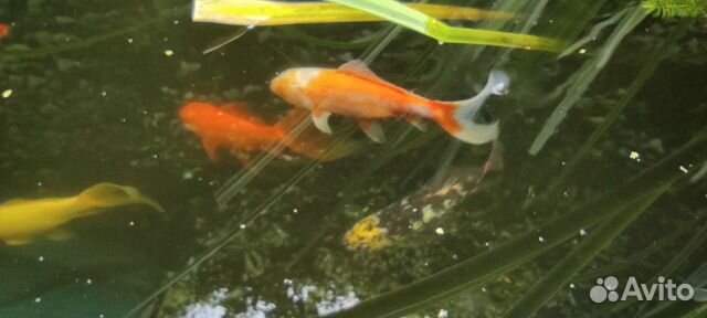 Живая рыба для пруда
