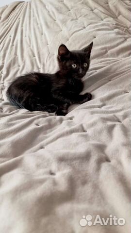 Черный котенок
