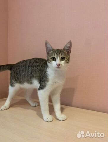 Котенок
