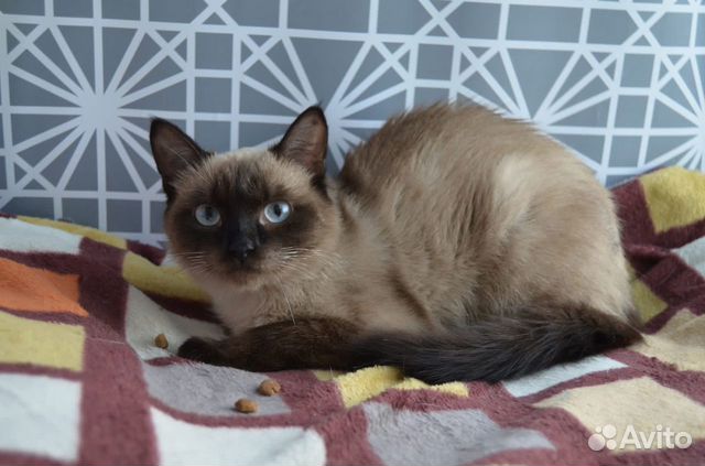 Котята подростки в надежные руки